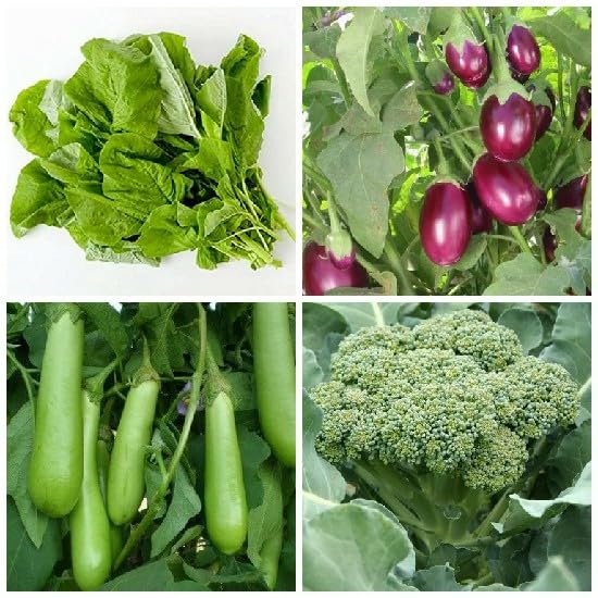 SimXotic Seeds Combo of Brinjal Chuchu Purple, Brinjal Green Long ...