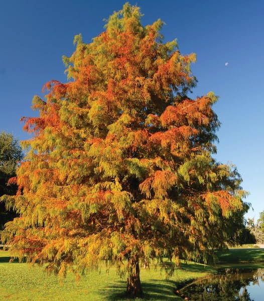 Amazon.com : Bald Cypress Tree - 24-36" Tall Live Plant - 2-3 Foot Tall ...