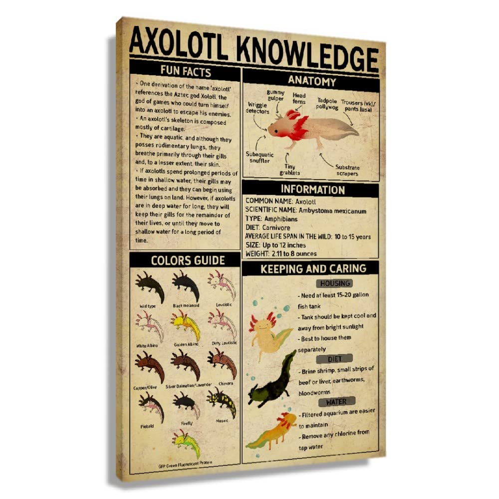 Axolotl Knowledge Retro Poster Axolotl Anatomy Chart Vintage Poster ...