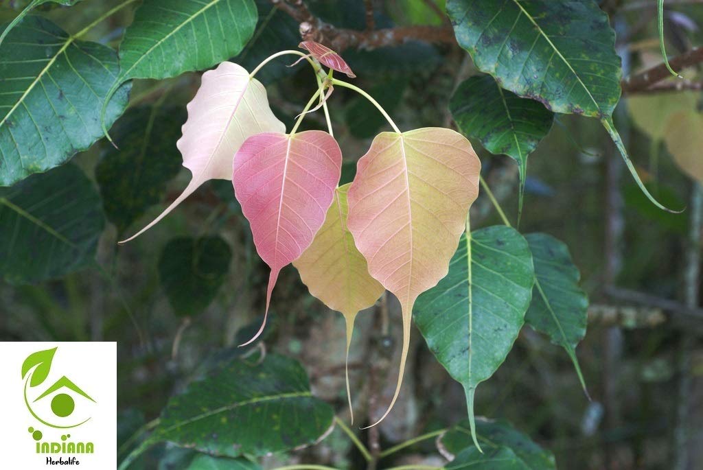 Buy Indiana Ficus religiosa Peepal Holy fig tree Peepul Ravichettu ...