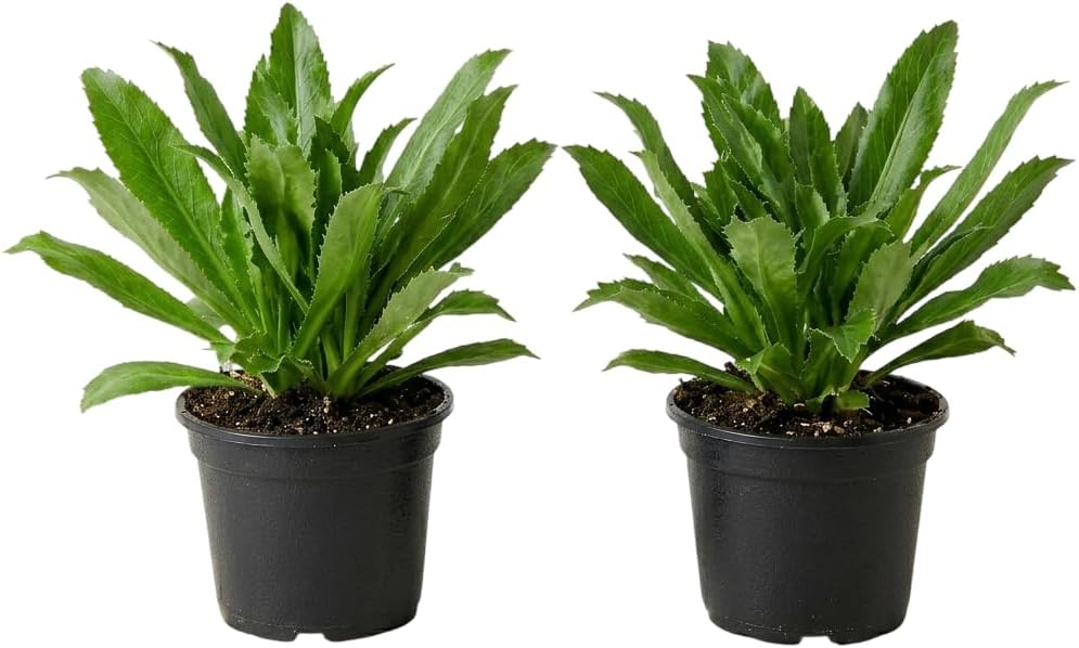 Amazon.com : Pack of 2 Culantro Plants Live Coriander Seedlings Recao ...