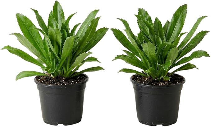 Amazon.com : Pack of 2 Culantro Plants Live Coriander Seedlings Recao ...