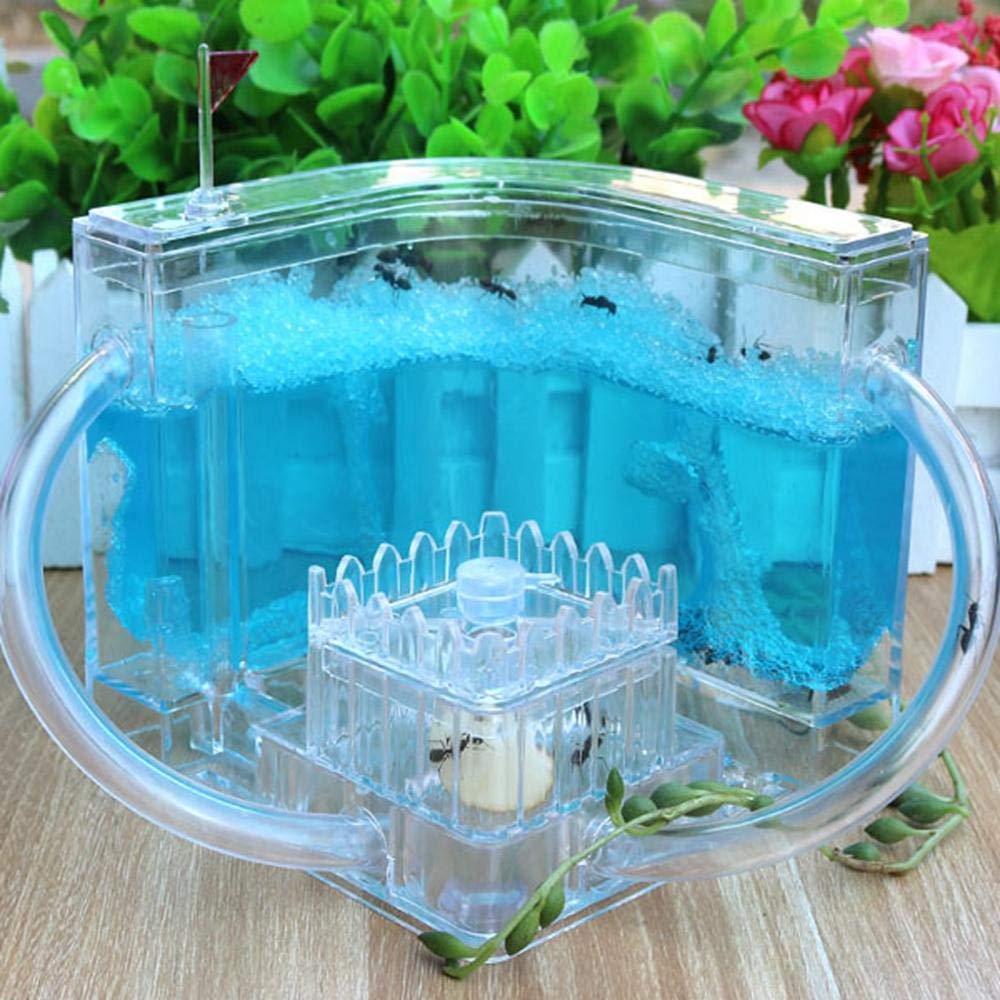 Ant Farms With Queen