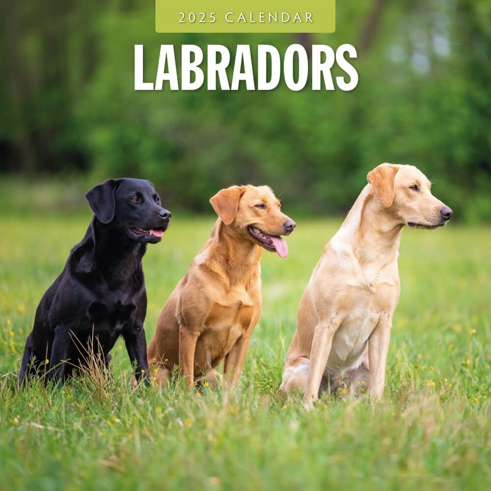 Labrador Black 2025 Modern Calendar : Amazon.co.uk: Stationery & Office ...