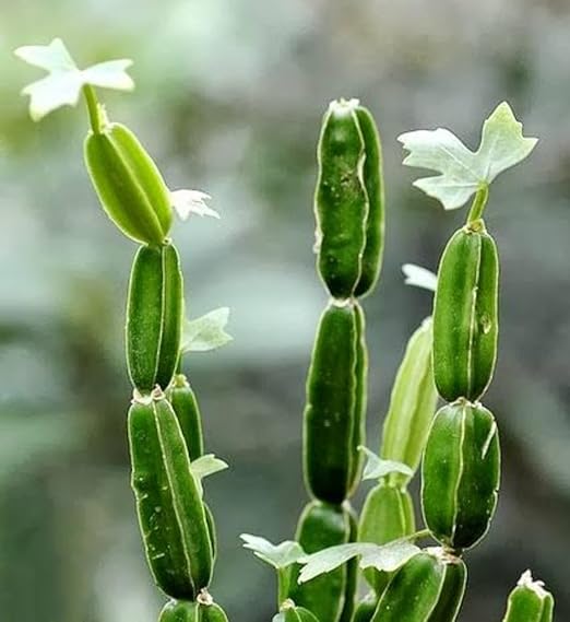 Aesthetics Conscious Medicinal Hadjod Live Plant (Buy 1 get 1) With Pot ...