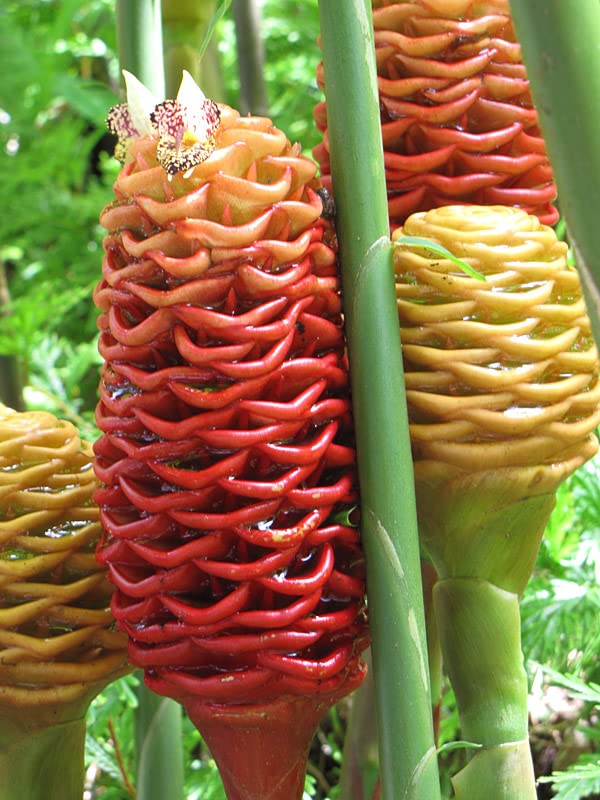 Ginger Flower Ginger Flowers Taiwan