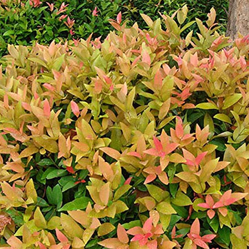 LushGreen Gardens Rare Christina Tree (Syzygium Campanulatum) Live ...