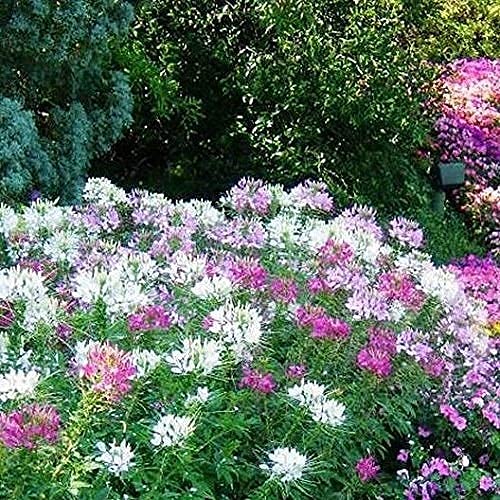 Cleome - How to grow & care