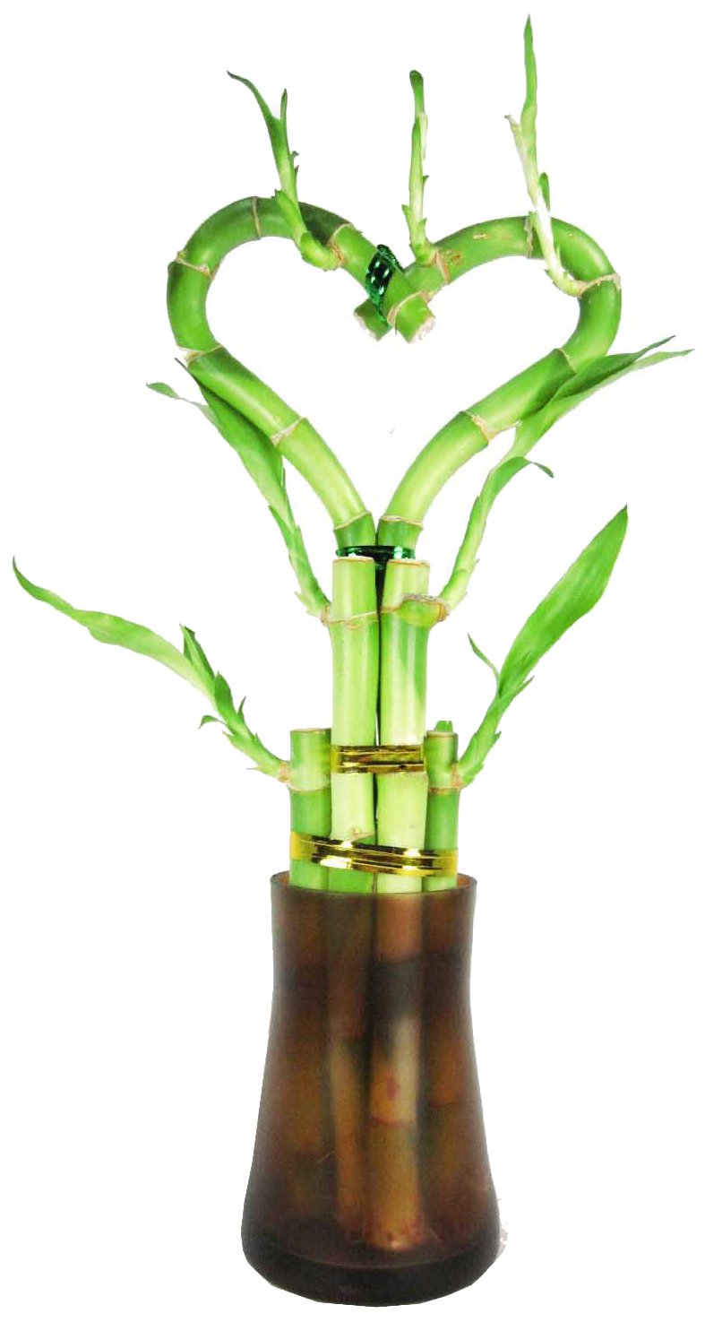 Amazon.com : Set of 2 Live Heart Shape 6 Style Lucky Bamboo Plant with ...