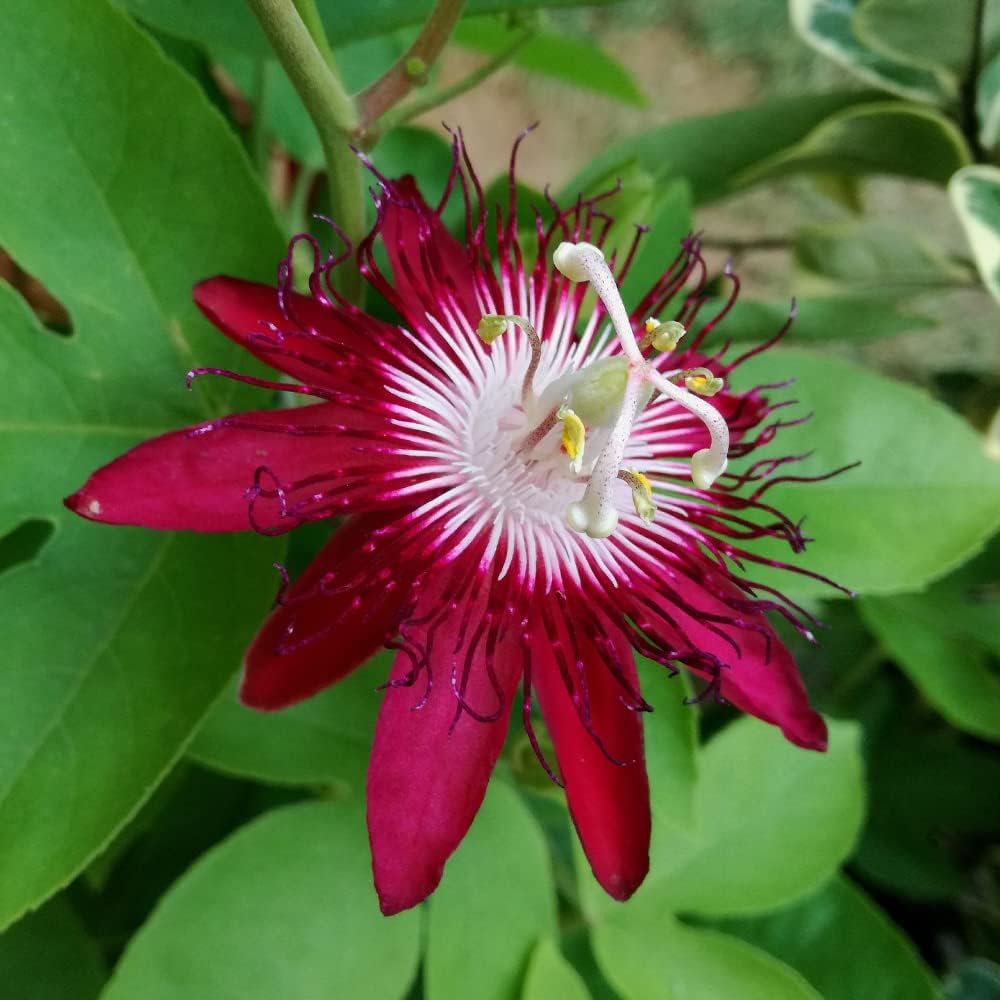 Amazon.com : Passion Flower Vine Plant in Pot Plant Red Flower ...