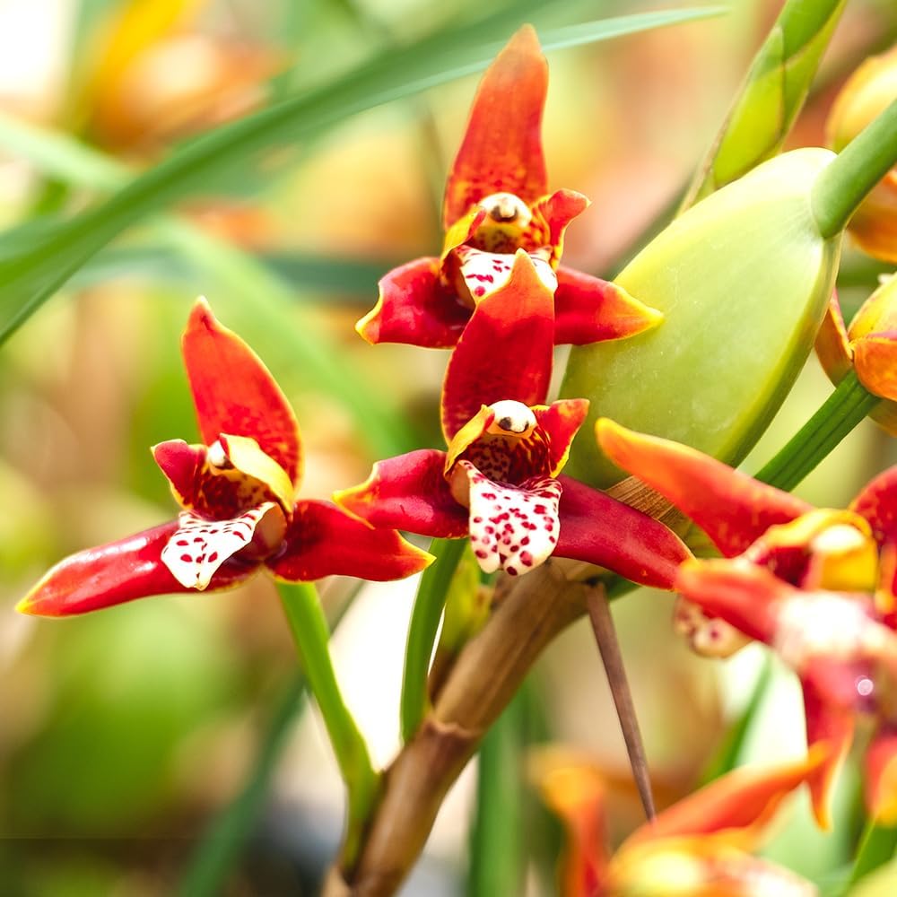 Amazon.co.jp: ITANSE マキシラリヤ テヌイフォーリア 3.5号 1個売り【品種で選べる花苗】茎ごと、どんどん上に積み重なるように増えていきます。また、花からはココナッツや ...