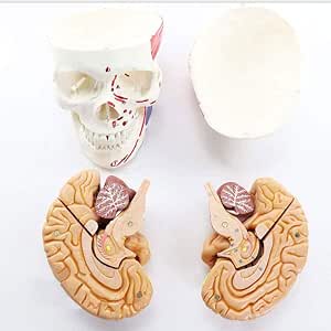 Human Anatomical Model Human Skull Anatomy Model with Cerebral Artery ...