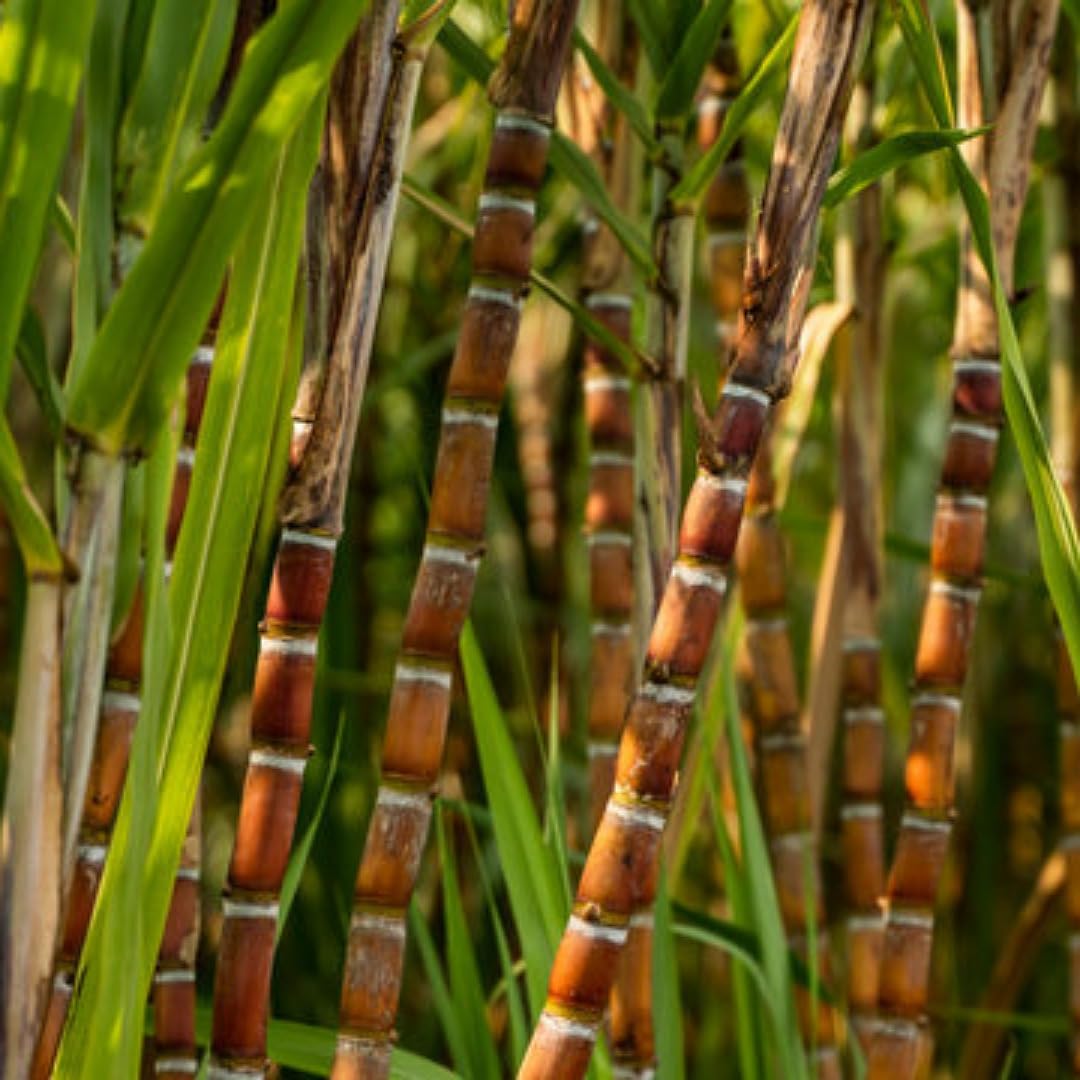 MITU Exotice RANBOW suger cane live plant,SUGARCANE SEEDLING,Cerukugaḍa ...