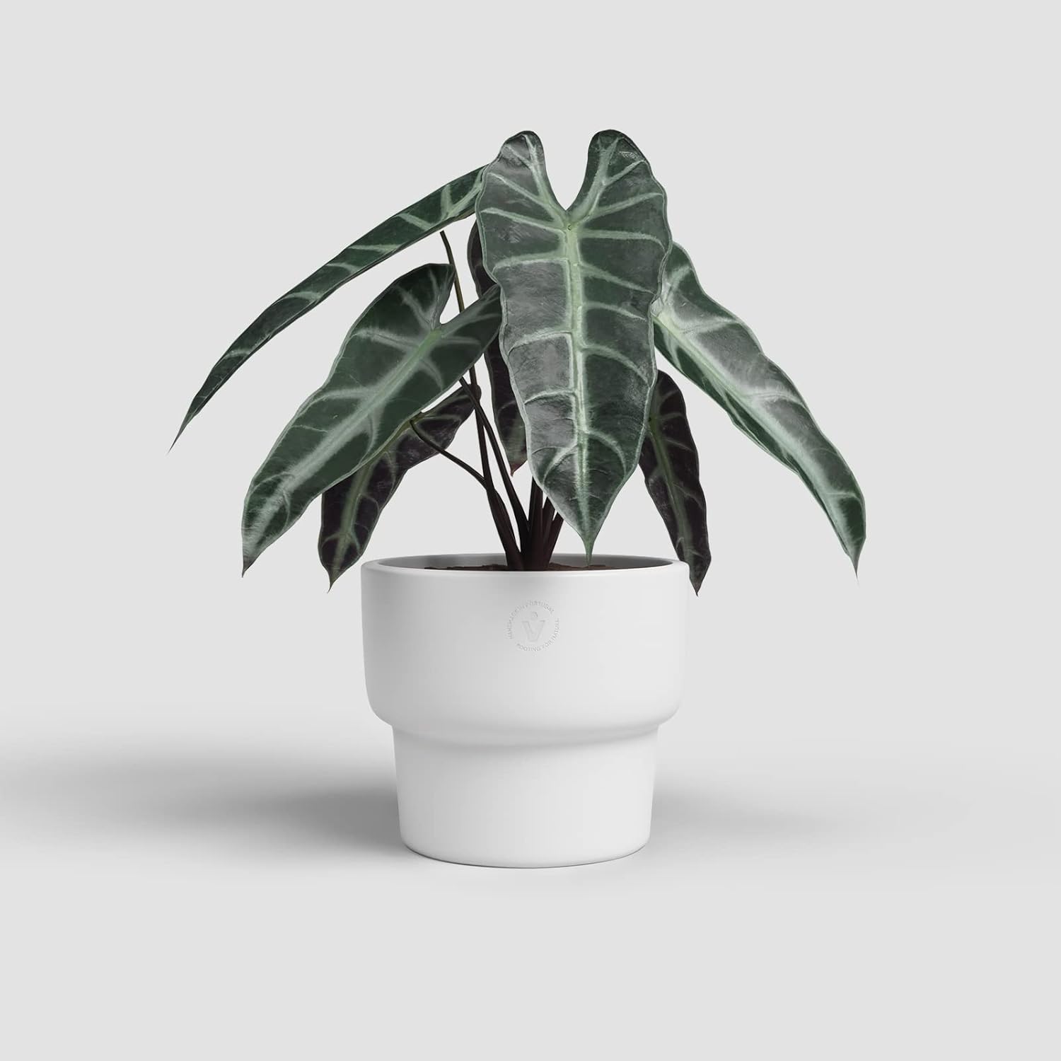 Artevasi Echo High Pot, Flower pot, Home decoration, 16,5cm diameter ...
