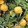Scented Evergreen Orange Tree Citrus Fruit Houseplant Grow Your Own ...