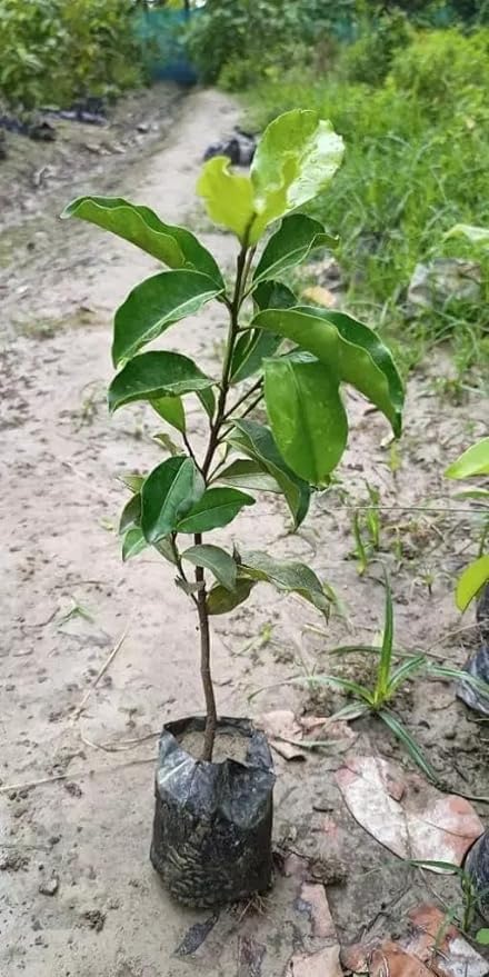 Useful Bakul Flower plant Spanish Cherry Live Plant Mimusops Maulsari ...