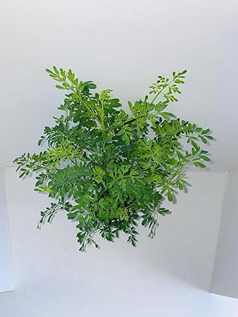 Amazon.com : herb RUDA RUE Full Plant with rooth : Patio, Lawn & Garden