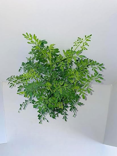 Amazon.com : herb RUDA RUE Full Plant with rooth : Patio, Lawn & Garden