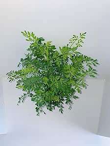 Amazon.com : herb RUDA RUE Full Plant with rooth : Patio, Lawn & Garden