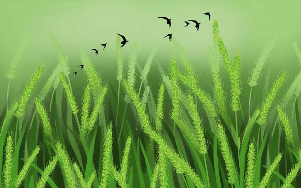 Green Wheat Field Wallpaper