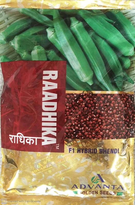 advanta upl hybrid golden seeds RADHIKA LADYFINGER 200 pcs : Amazon.in ...