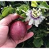 Amazon.com : Cold Hardy 'Red Rover' Edible Passiflora Edulis - Edible ...