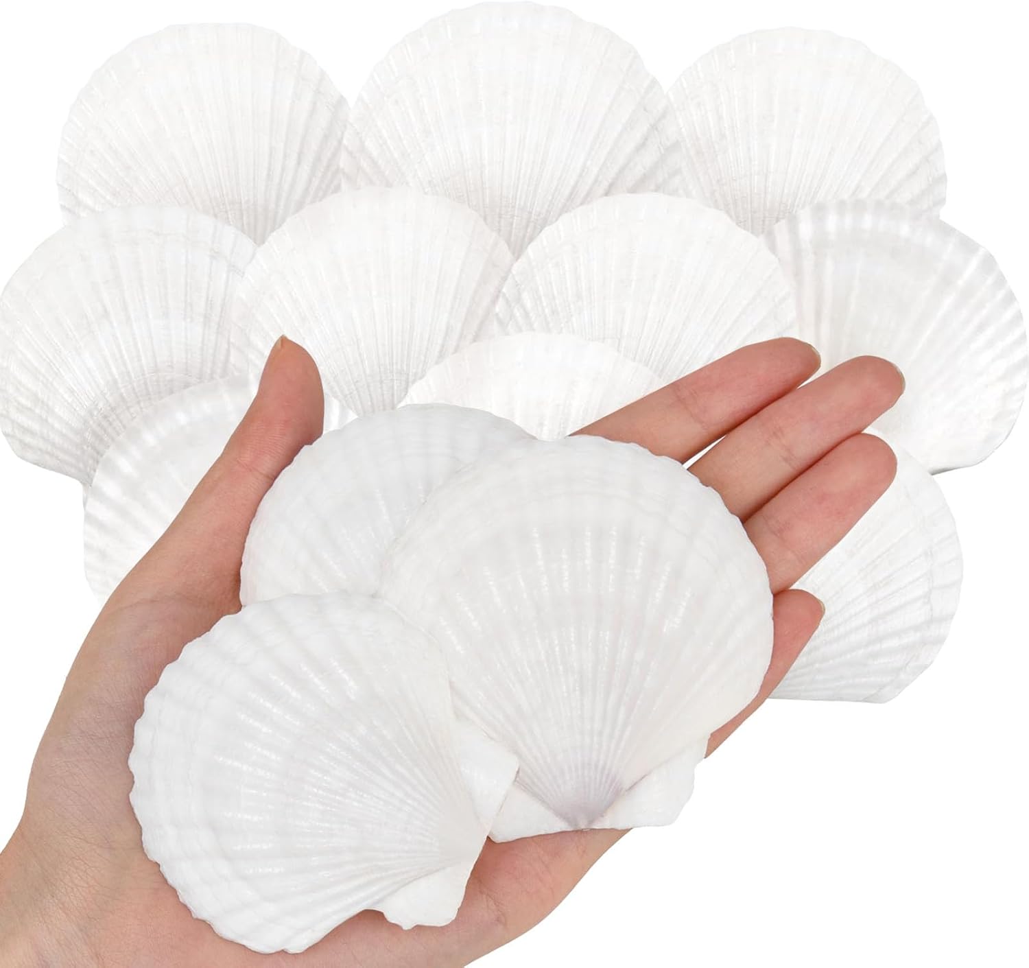 16PCS Natural Large Scallop Shells White Sea Shells,2-3 Inch,for DIY ...