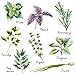 Amazon.com: Herb Wall Decals Peel and Stick,Herb Wall Stickers,Herb ...