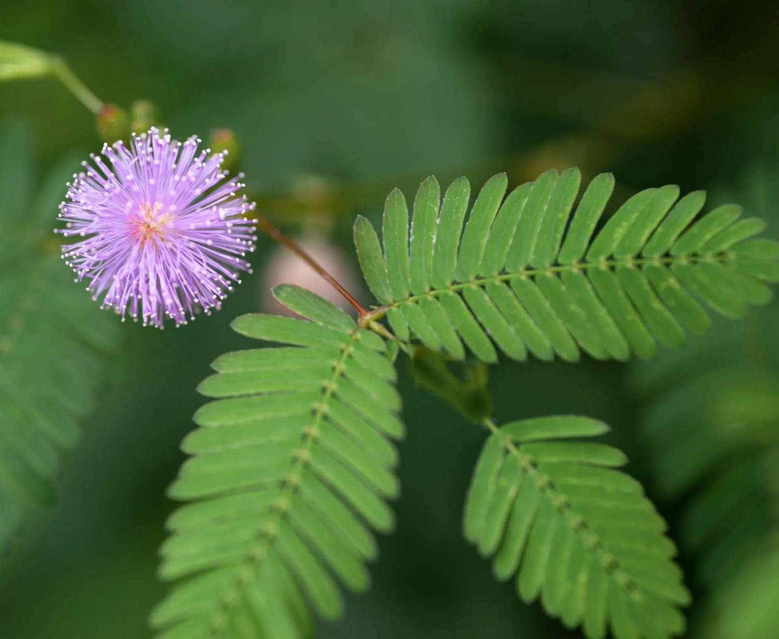 Amazon.com : 200+ Mimosa Pudica Seeds for Planting : Patio, Lawn & Garden