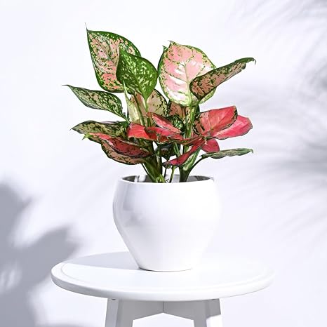 UGAOO Apple Ceramic Pot - Big (White) : Amazon.in: Garden & Outdoors