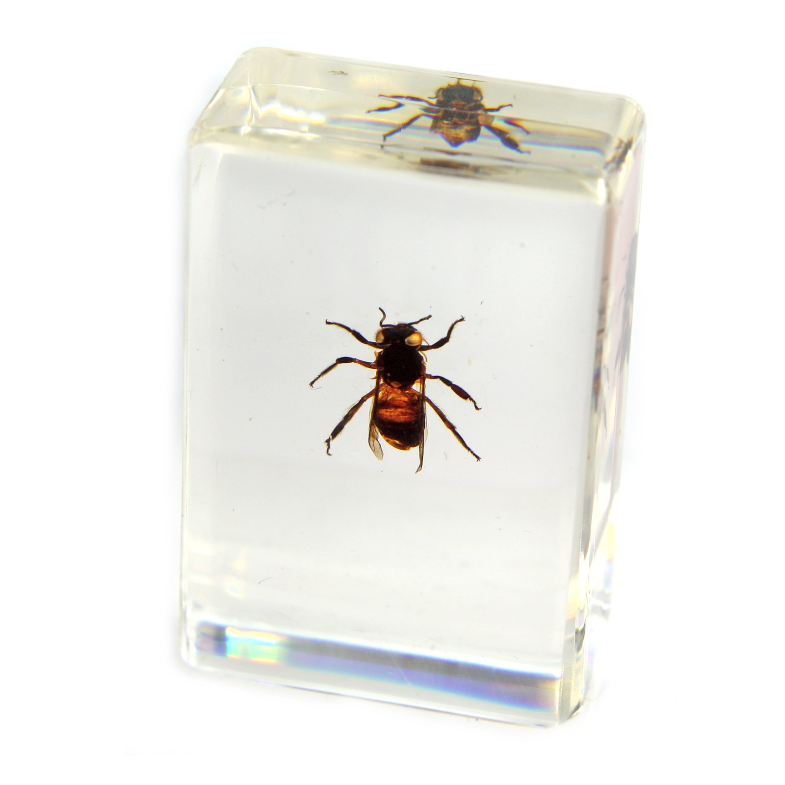 Realbug Spiny Spider Paperweight (1.8x1.1x0.8 2 Aazon.co: REALBUG 2 Pc ...