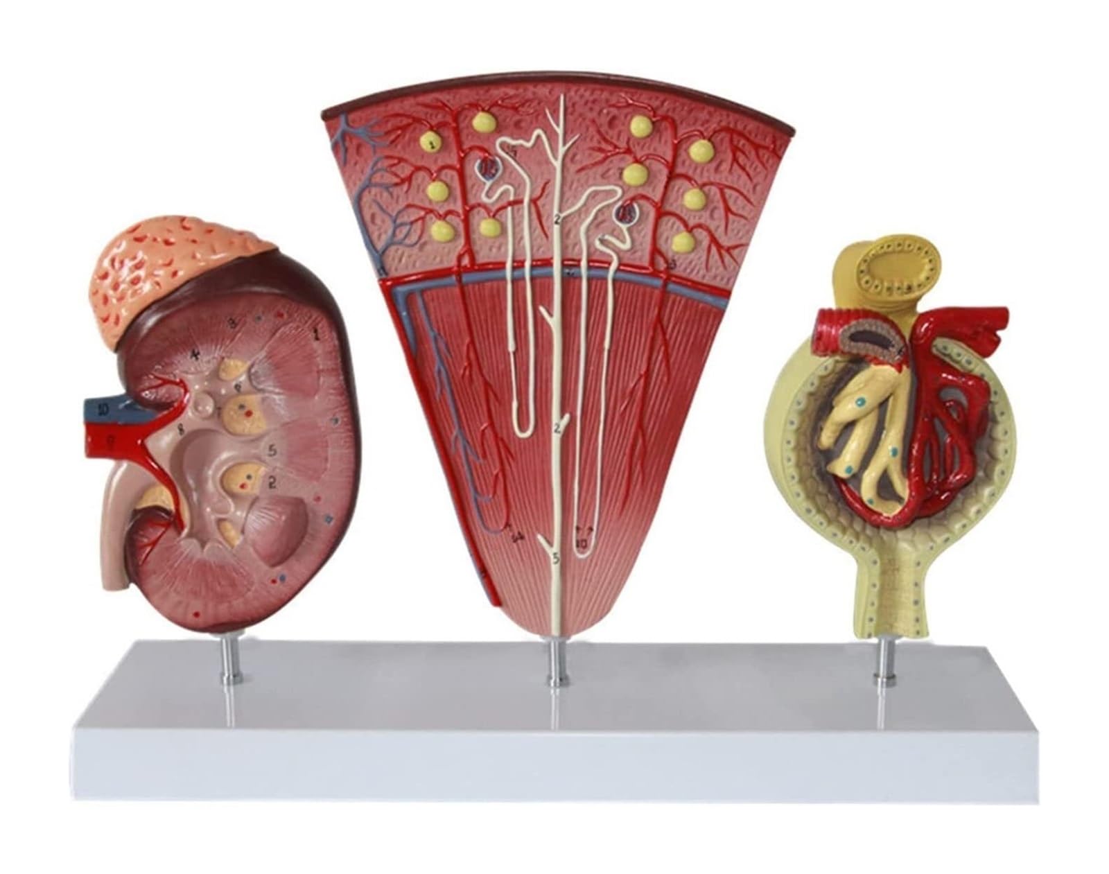 Estructura De Las Imágenes Del Riñón Archivo 3D Anatomía De La