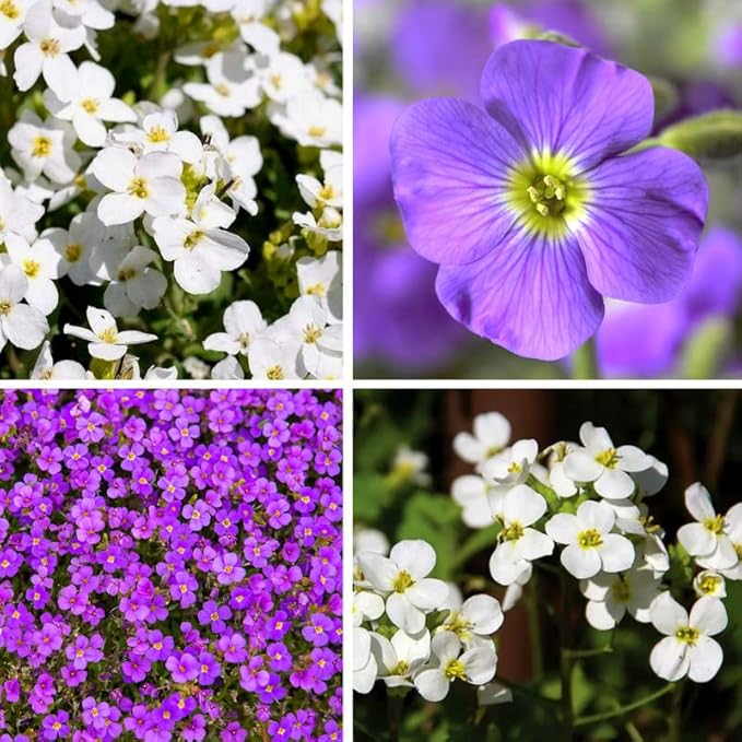 Amazon.com : 1000 Mix Rock Cress Seeds, Ground Cover Plant Seeds ...