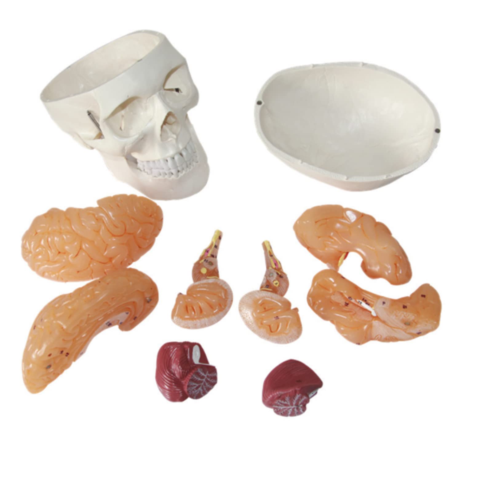 Buy ROSG Human Brain Anatomical Model Skull Cerebral Artery Model ...