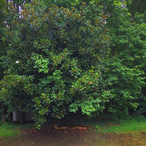 Amazon MusicでGreyson TurnerのWhat Makes Lifeを再生する