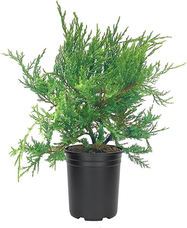 Amazon.com : Juniper Sea Spray | 1 Live 4 Inch Pot | Juniperus ...