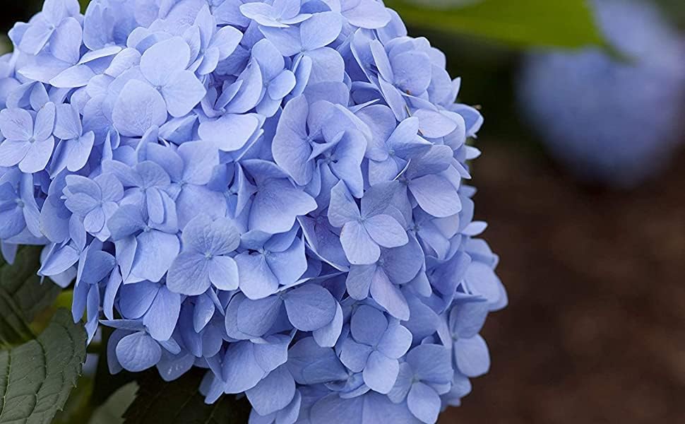 EZ Growing Plants The Original Endless Summer Hydrangea 3 Gallon - Yaxa ...
