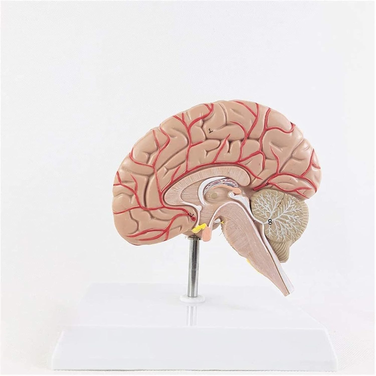 Amazon.com: Teaching Model, Teaching Model of Human Brain Right Brain ...