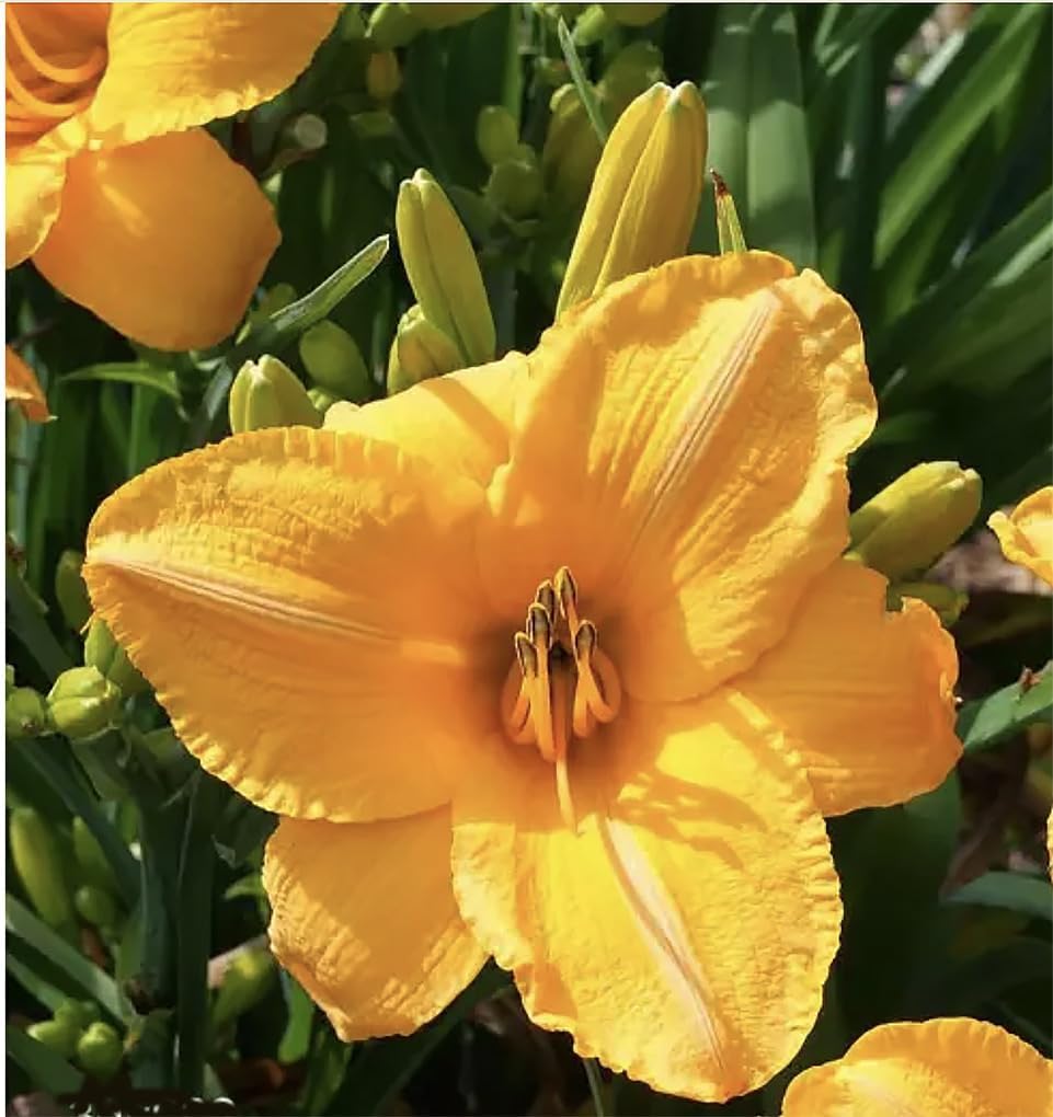 Amazon.com : Buttered Popcorn Daylily - thrives in Drought Conditions ...