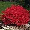 Amazon.com : Burning Bush Shrub 8-12" Clump in Height in a 4" Cup ...