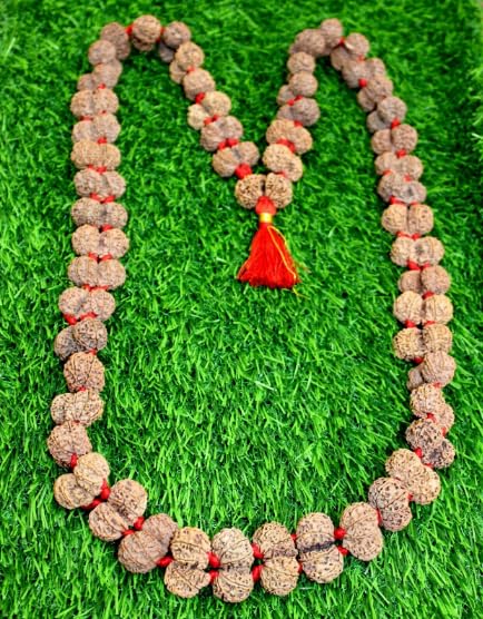 Venus Gems Gallery Gowri Shankar Rudraksha Original Certified Hindu ...