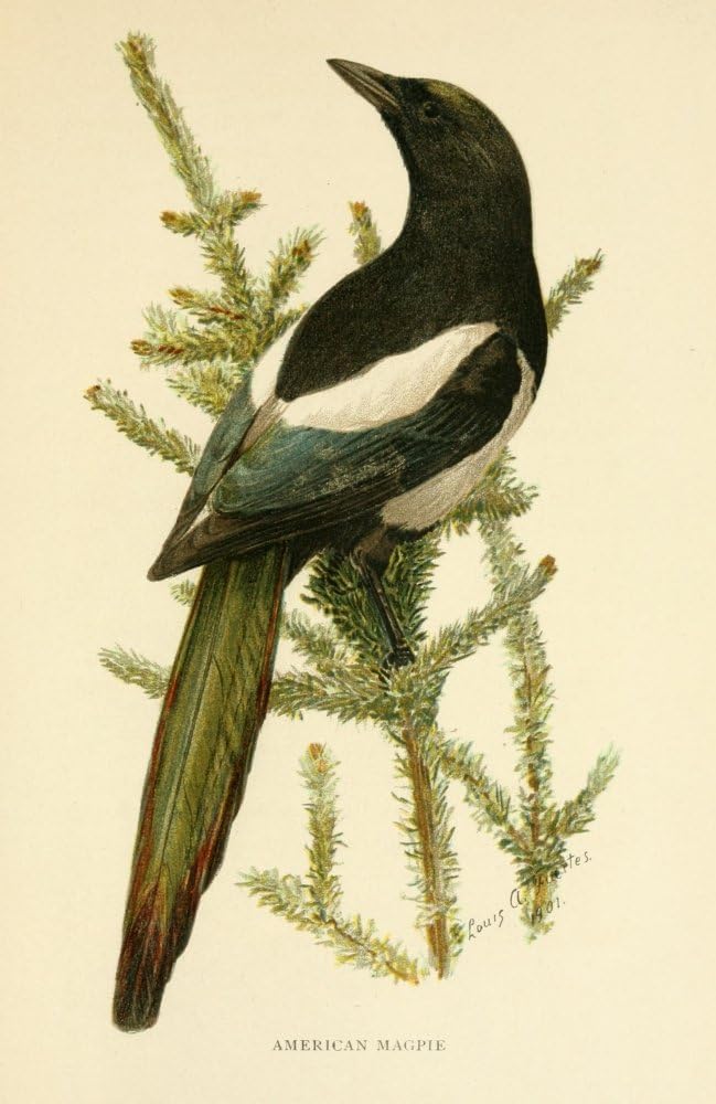 Amazon.com: Second Book of Birds 1901 American Magpie Poster Print by ...