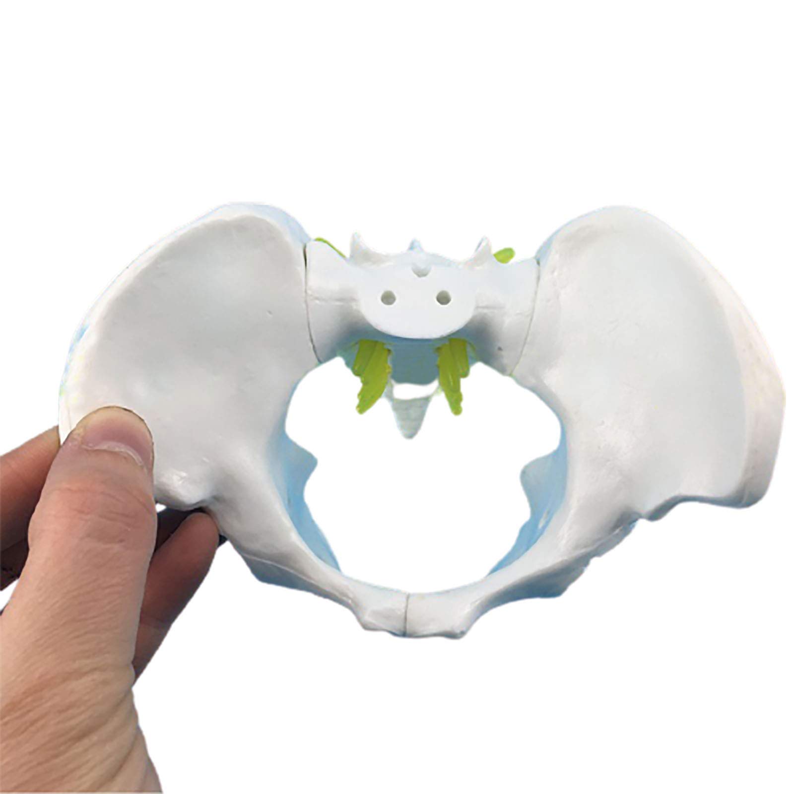 Buy XJZHANG Childbirth Simulator Life Size Pelvic Anatomical Model ...