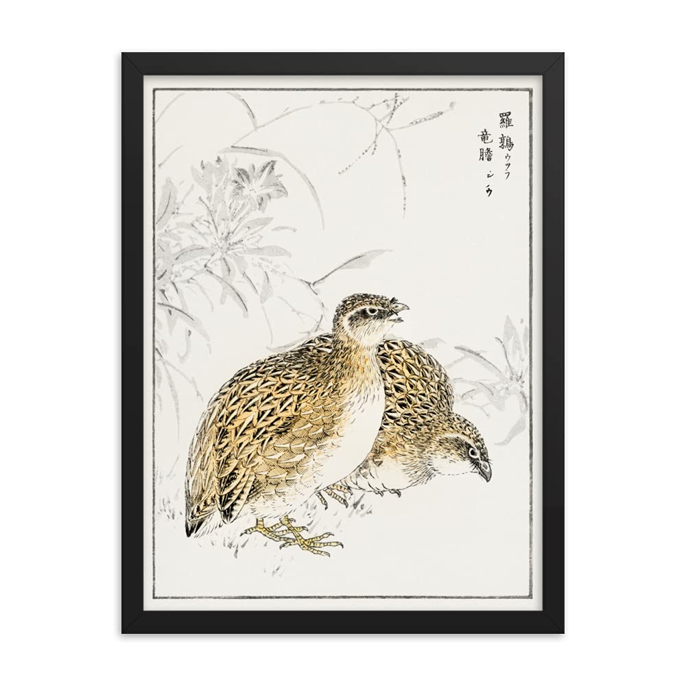 Japanese Quail Illustration