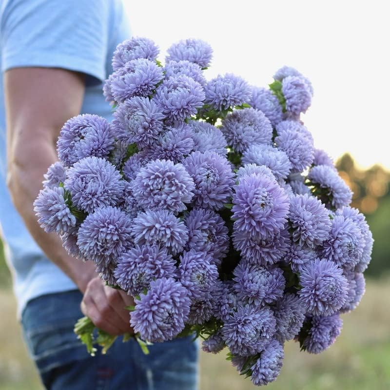 Light Blue Aster Mix 25 Seeds for Planting, Heirloom | Compra online en ...