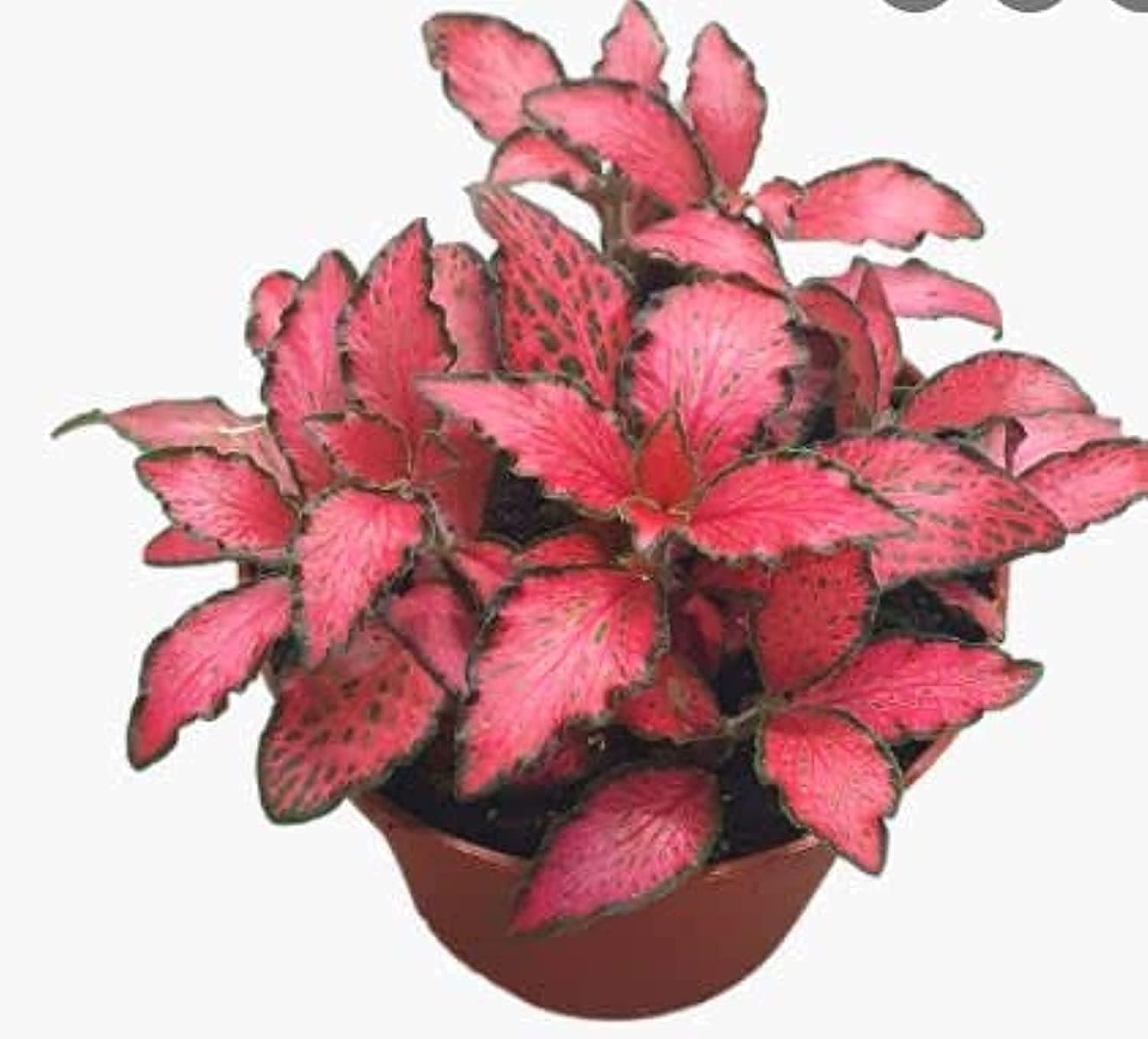 Mini Fittonia Red or Pink 5-8 CM | Air Purifying, Fresh Indoor Plants ...