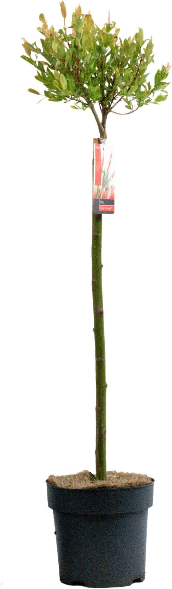 Salix Hakuro Nishiki Pink Flamingo Patio Tree - Vibrant Decorative ...