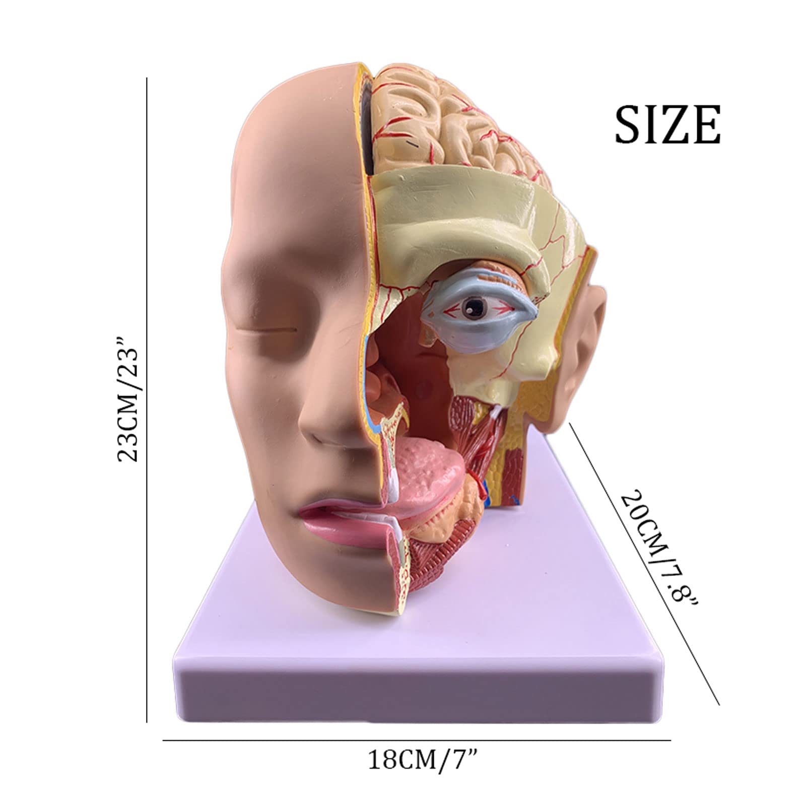 Partes De La Cabeza Humana Modelo De Cráneo Humano Y Cerebro, 11