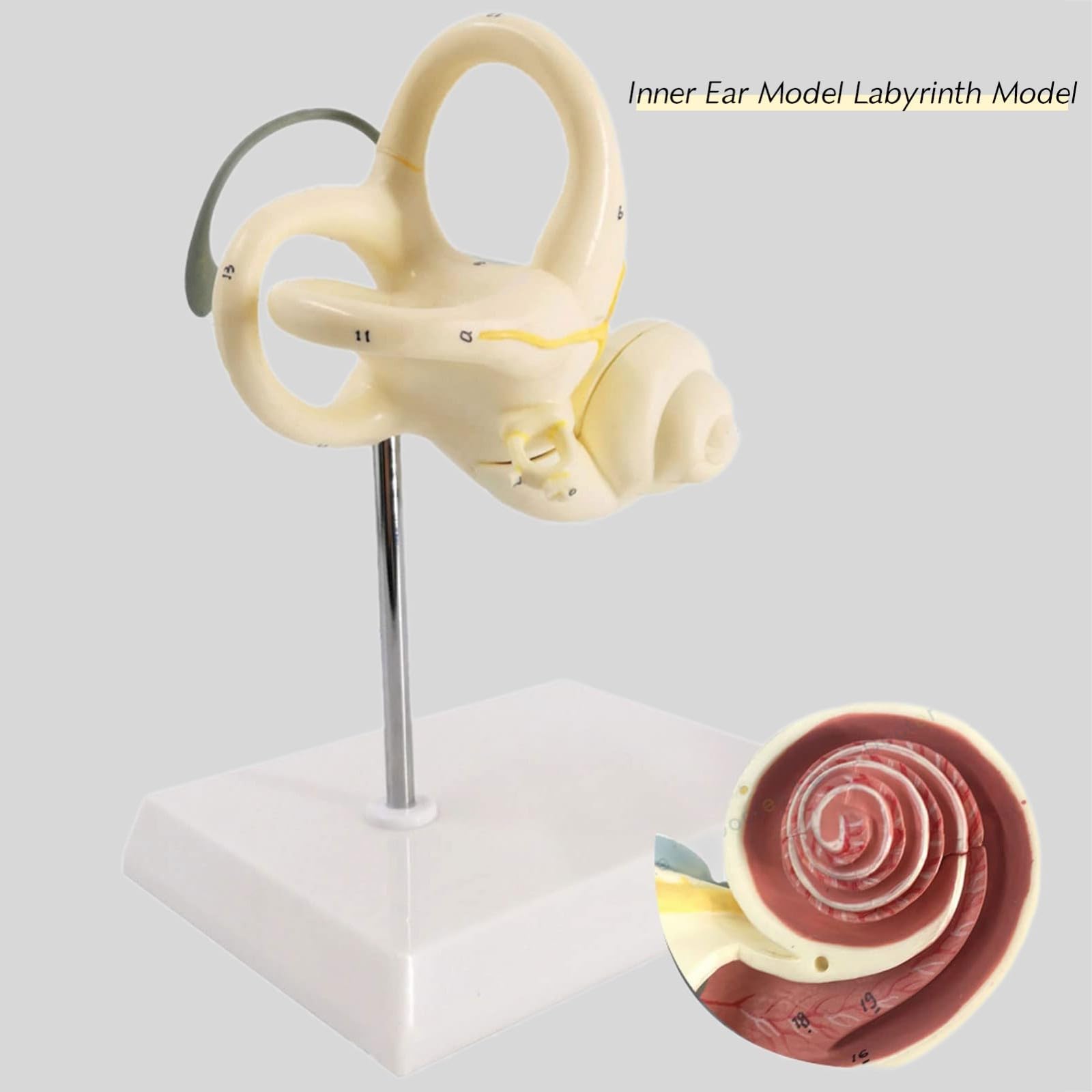 Inner Ear Labyrinth Christie The Orchid Room Album By Labyrinth Ear