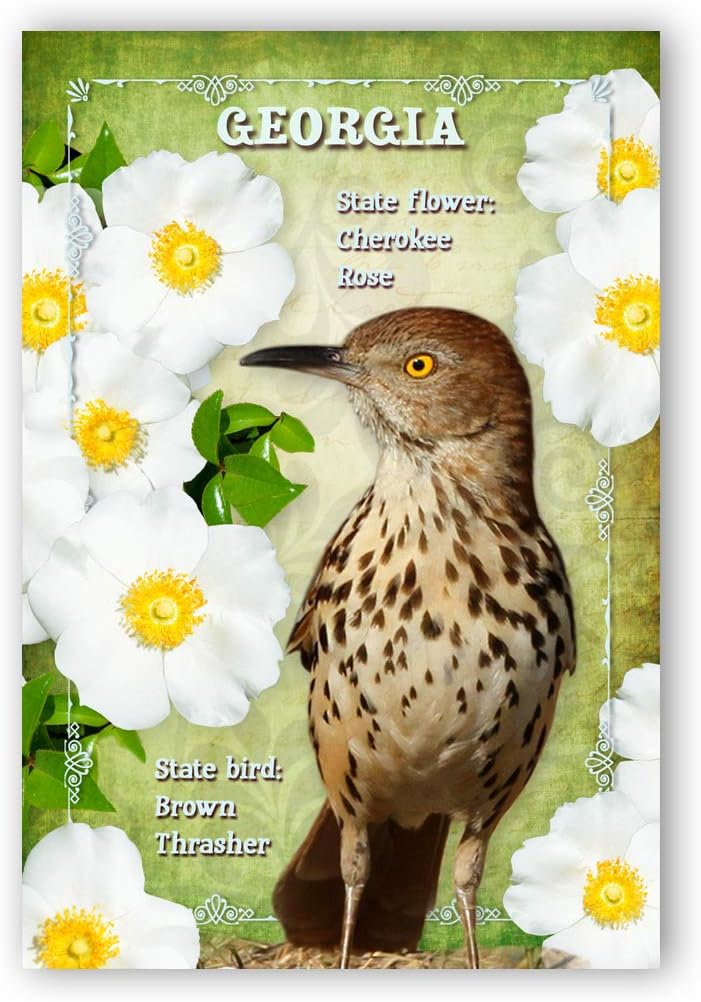 Amazon.com : GEORGIA BIRD AND FLOWER postcard set of 20 identical ...